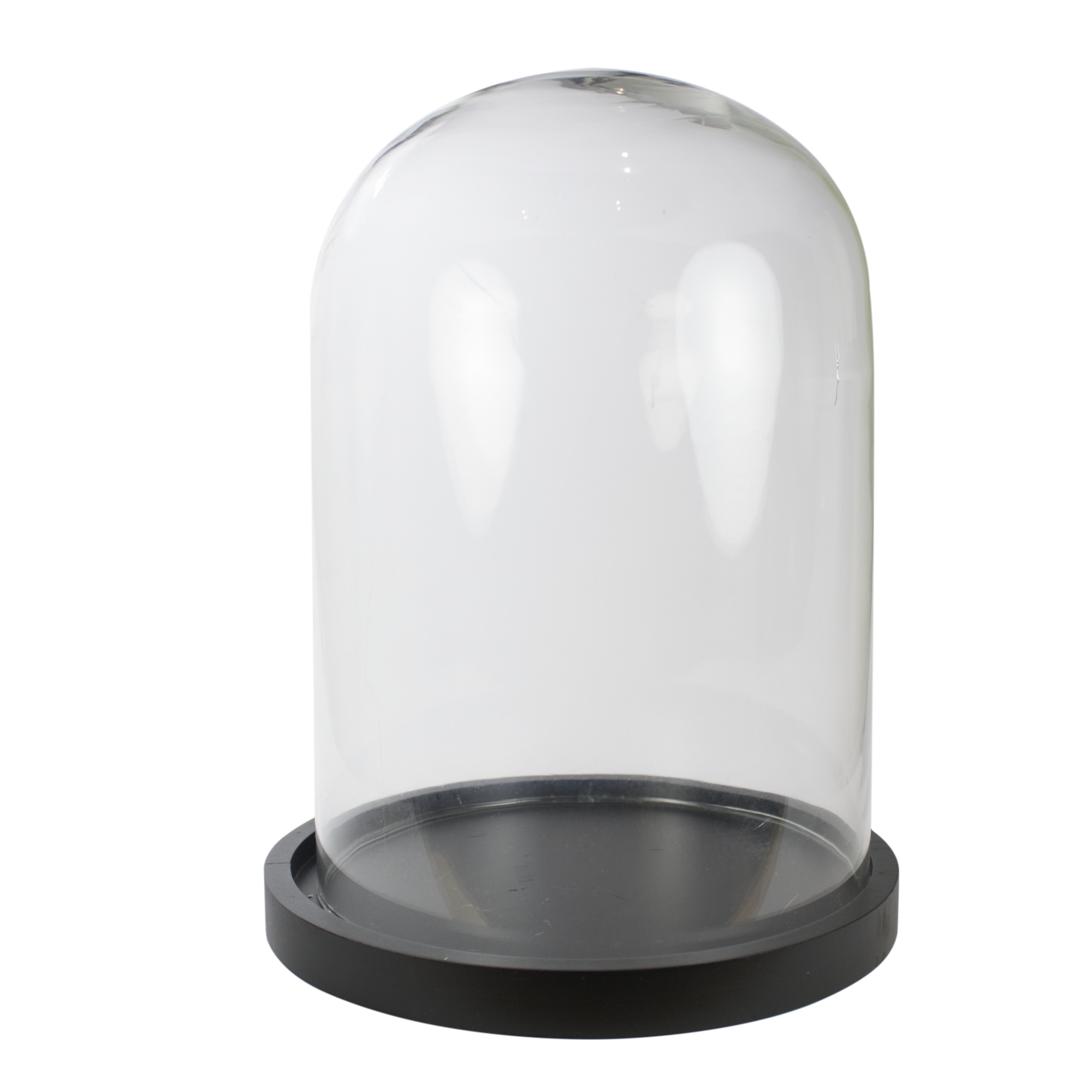 Large h30cm Victorian Style Glass Anthropology Display Dome w/ Black ...