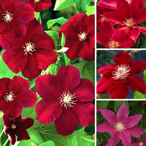 1 X CLEMATIS DARK RED COLOURED LARGE FLOWERING CLIMBER HARDY PLANT IN ...
