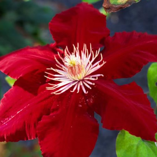 1 X CLEMATIS DARK RED COLOURED LARGE FLOWERING CLIMBER HARDY PLANT IN ...