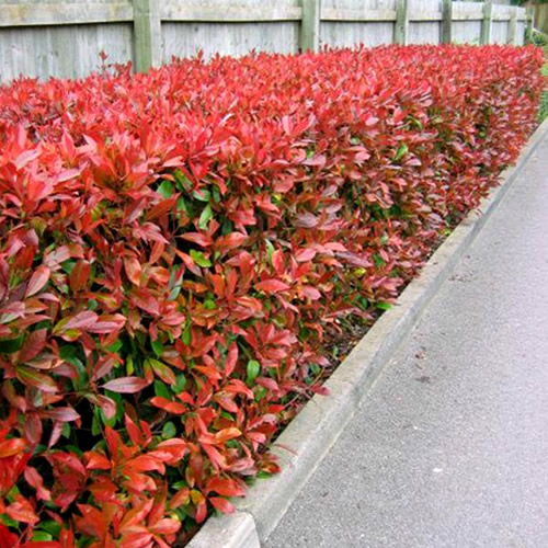 3 X PHOTINIA RED ROBIN BUSHY EVERGREEN HARDY SHRUB HEDGING PLANT IN POT ...