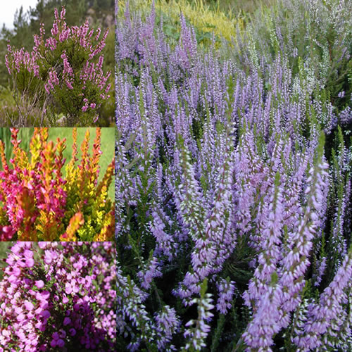 Types Of Heather Plants