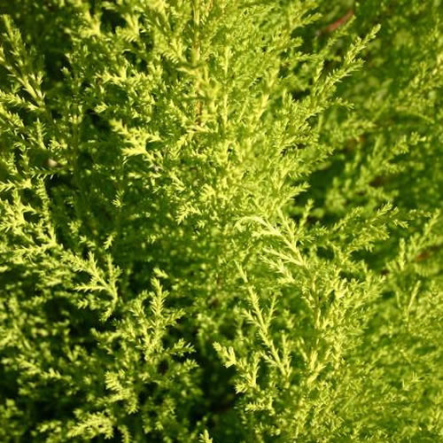 1 X CUPRESSUS 'WILMA' YELLOW-GREEN EVERGREEN CONIFER GARDEN PLANT IN ...