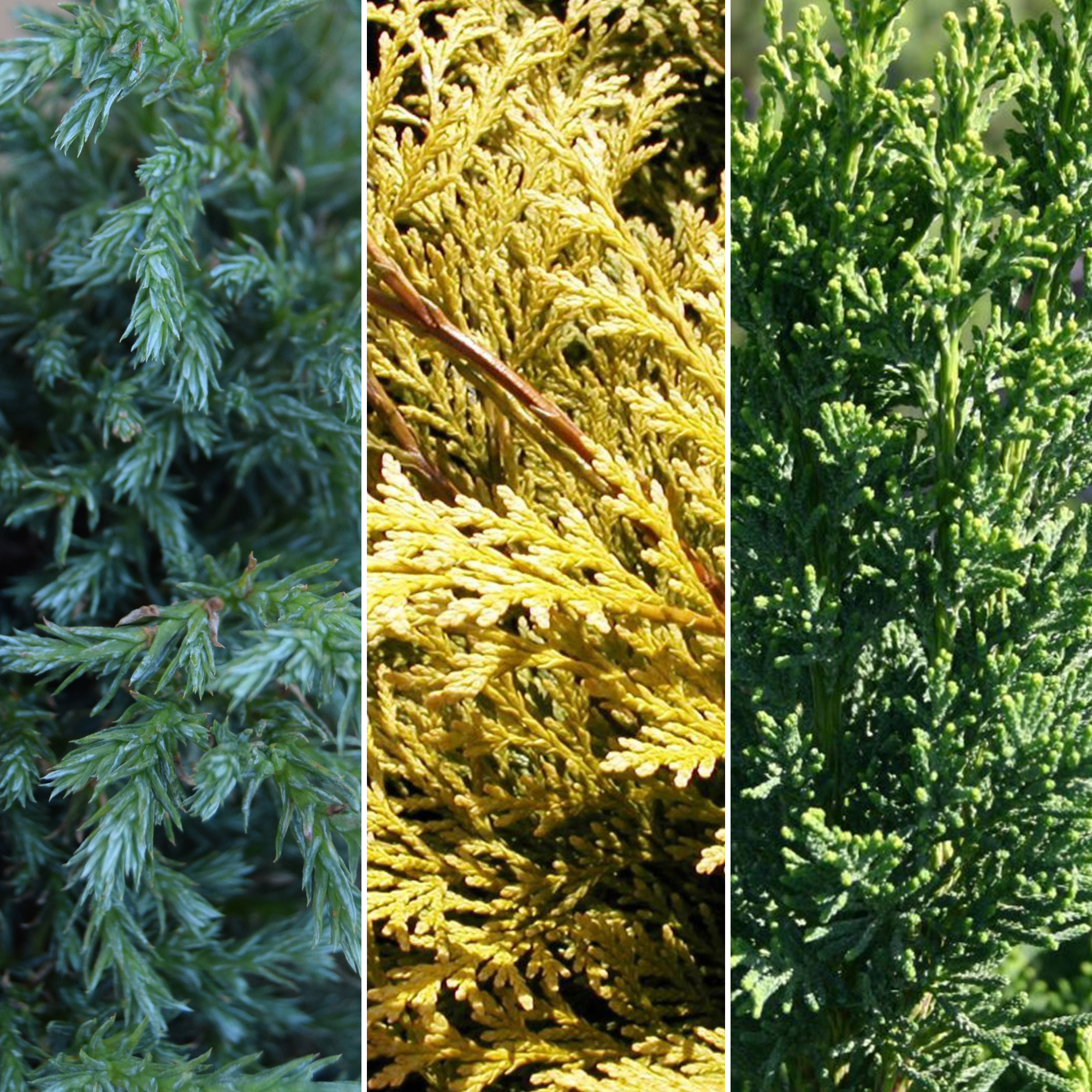 3 X Evergreen Conifer Plant Mix - Hardy Outdoor Garden Shrubs | 9cm ...