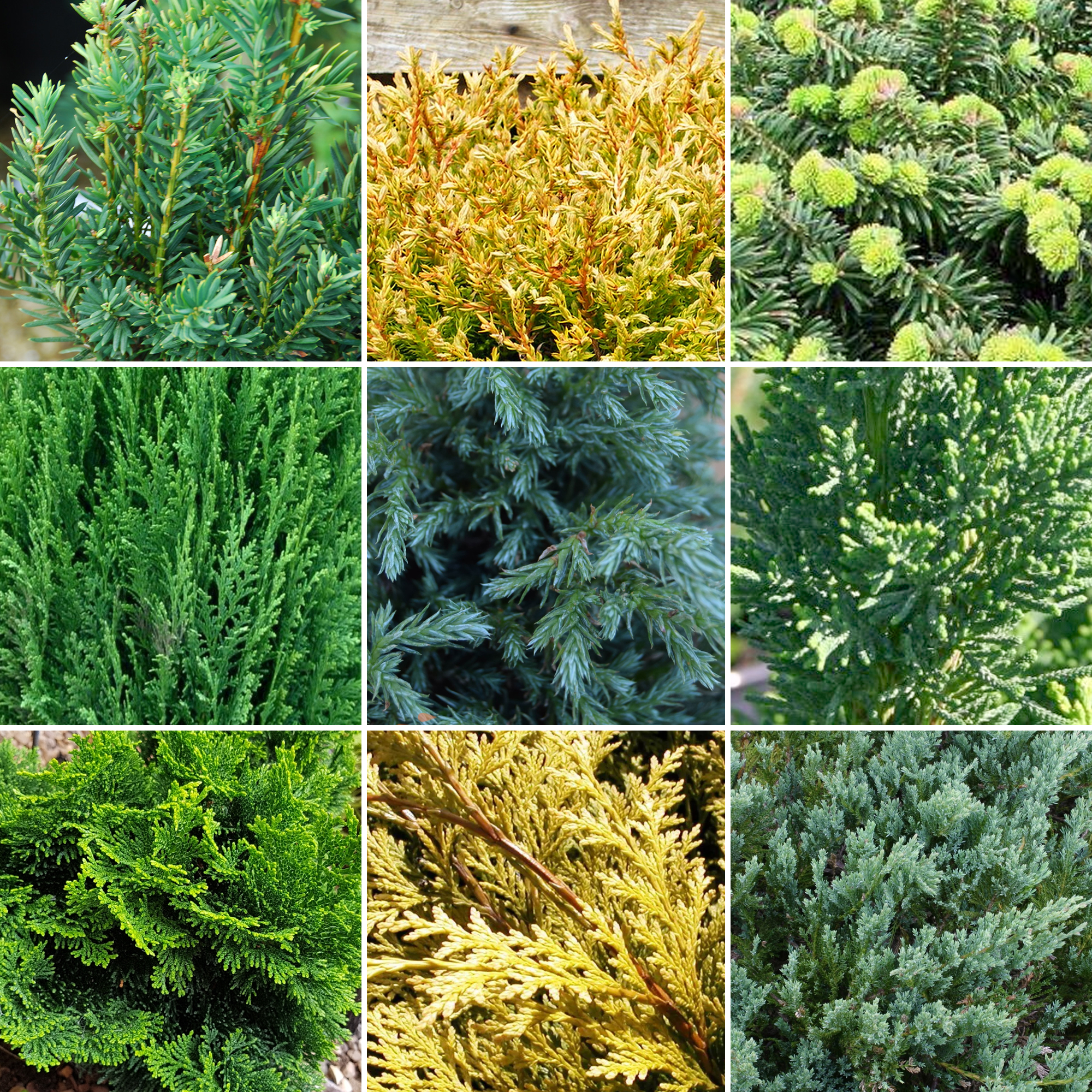 6 X Evergreen Conifer Plant Mix - Hardy Outdoor Garden Shrubs | 9cm ...