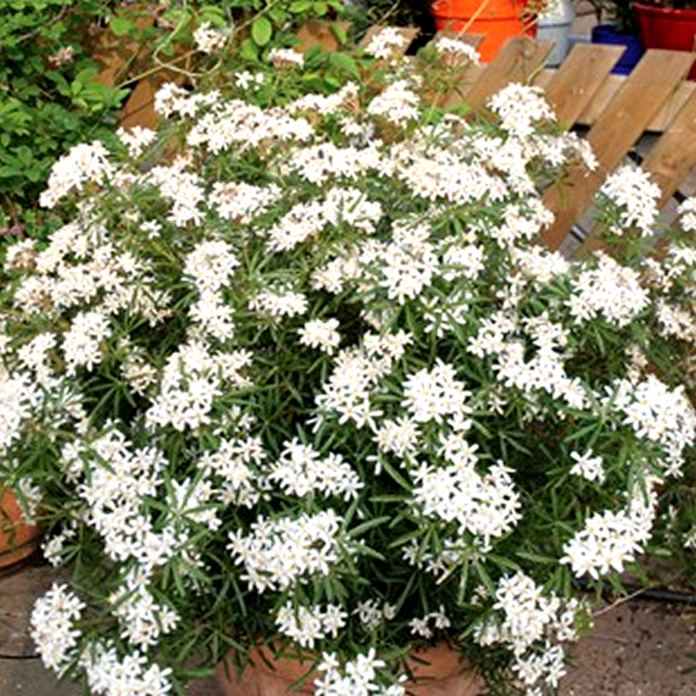 Choisya White Dazzler Mexican Orange Evergreen Outdoor Hardy Shrub ...
