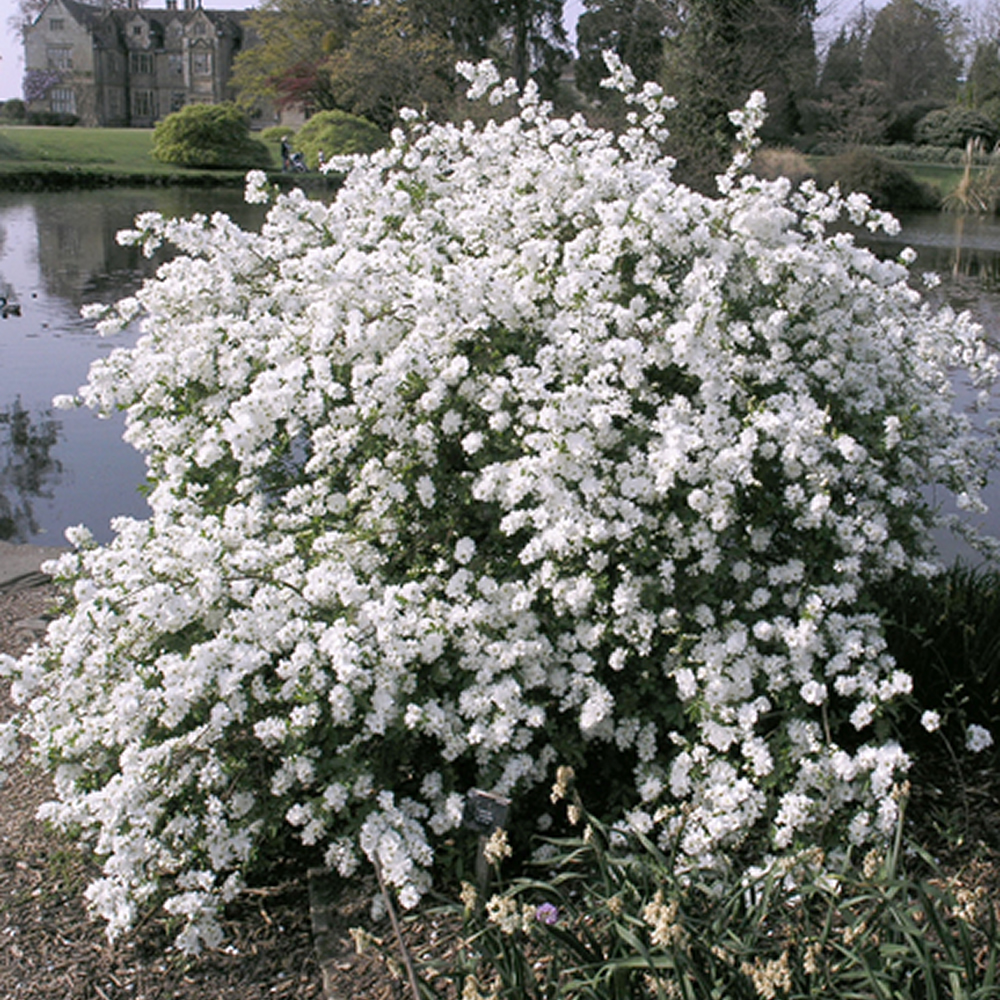1 X EXOCHORDA MACRANTHA 'THE BRIDE' PEARLBUSH DECIDUOUS SHRUB HARDY ...