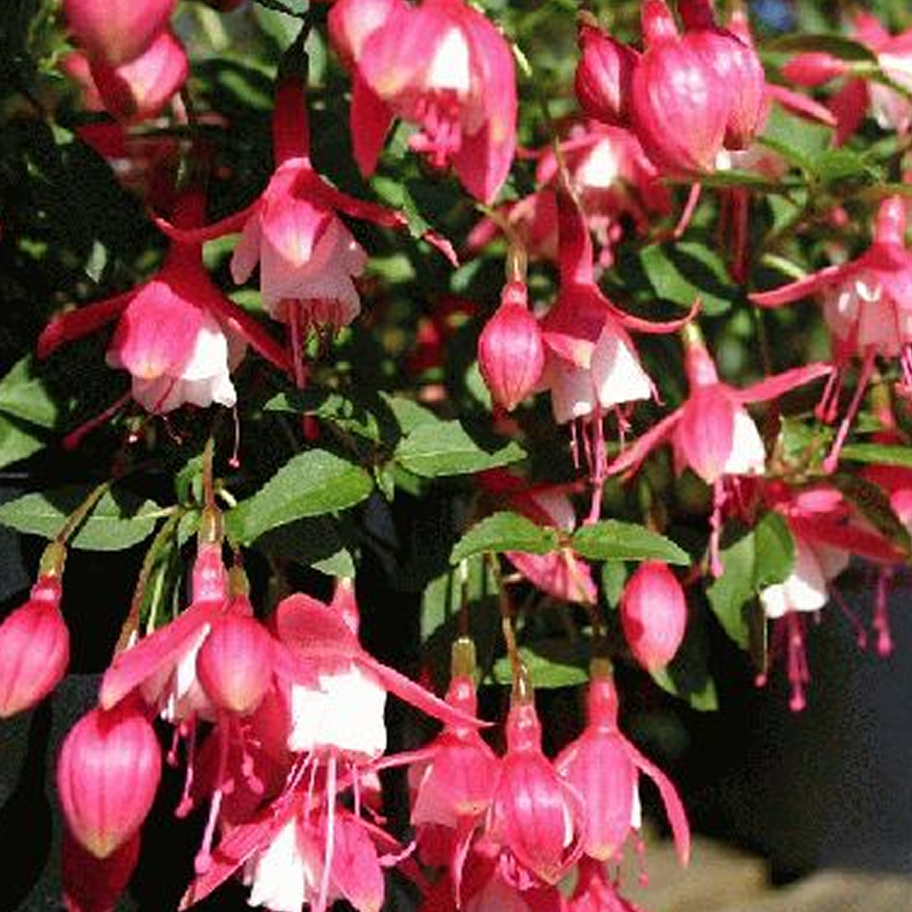 1 X FUCHSIA 'LADY THUMB' DECIDUOUS BUSHY SHRUB HARDY GARDEN PLANT IN ...
