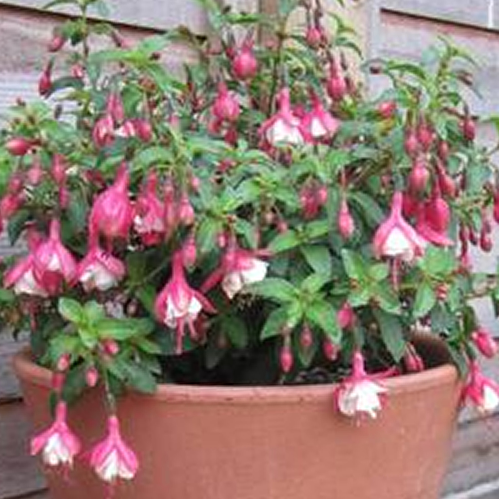1 X FUCHSIA 'LADY THUMB' DECIDUOUS BUSHY SHRUB HARDY GARDEN PLANT IN ...