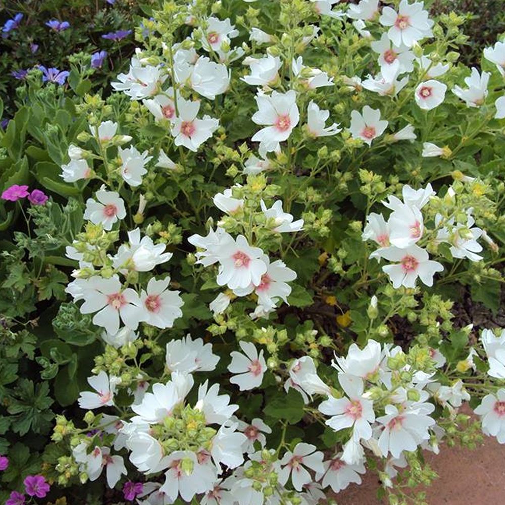 1 X LAVATERA 'MARY HOPE' TREE MALLOW SEMI-EVERGREEN SHRUB HARDY PLANT ...