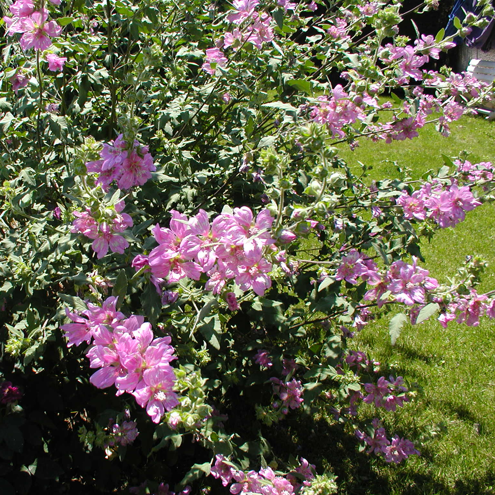 Mid Height Evergreen Shrubs