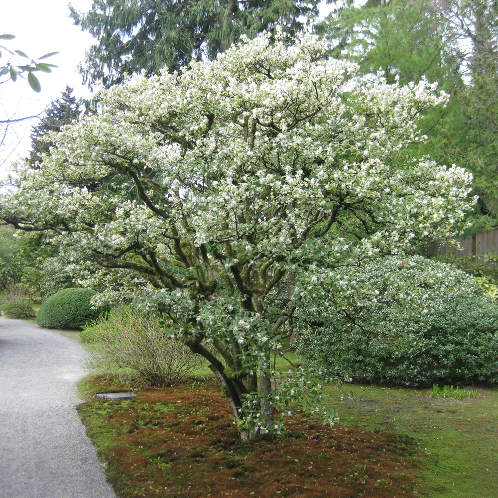 1 X OSMANTHUS 'BURKWOODII' BURKWOOD EVERGREEN SHRUB HARDY GARDEN PLANT ...