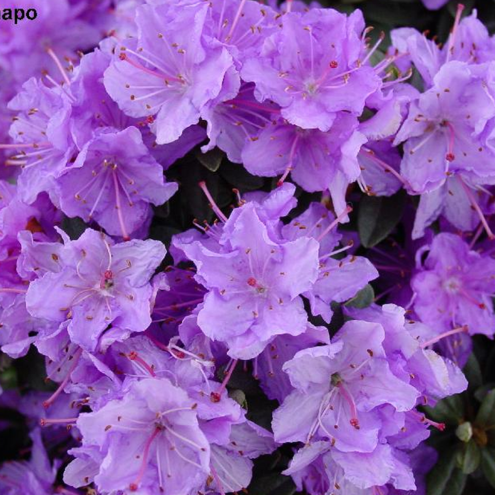 1 X RHODODENDRON 'RAMAPO' EVERGREEN BUSHY SHRUB HARDY GARDEN PLANT IN ...