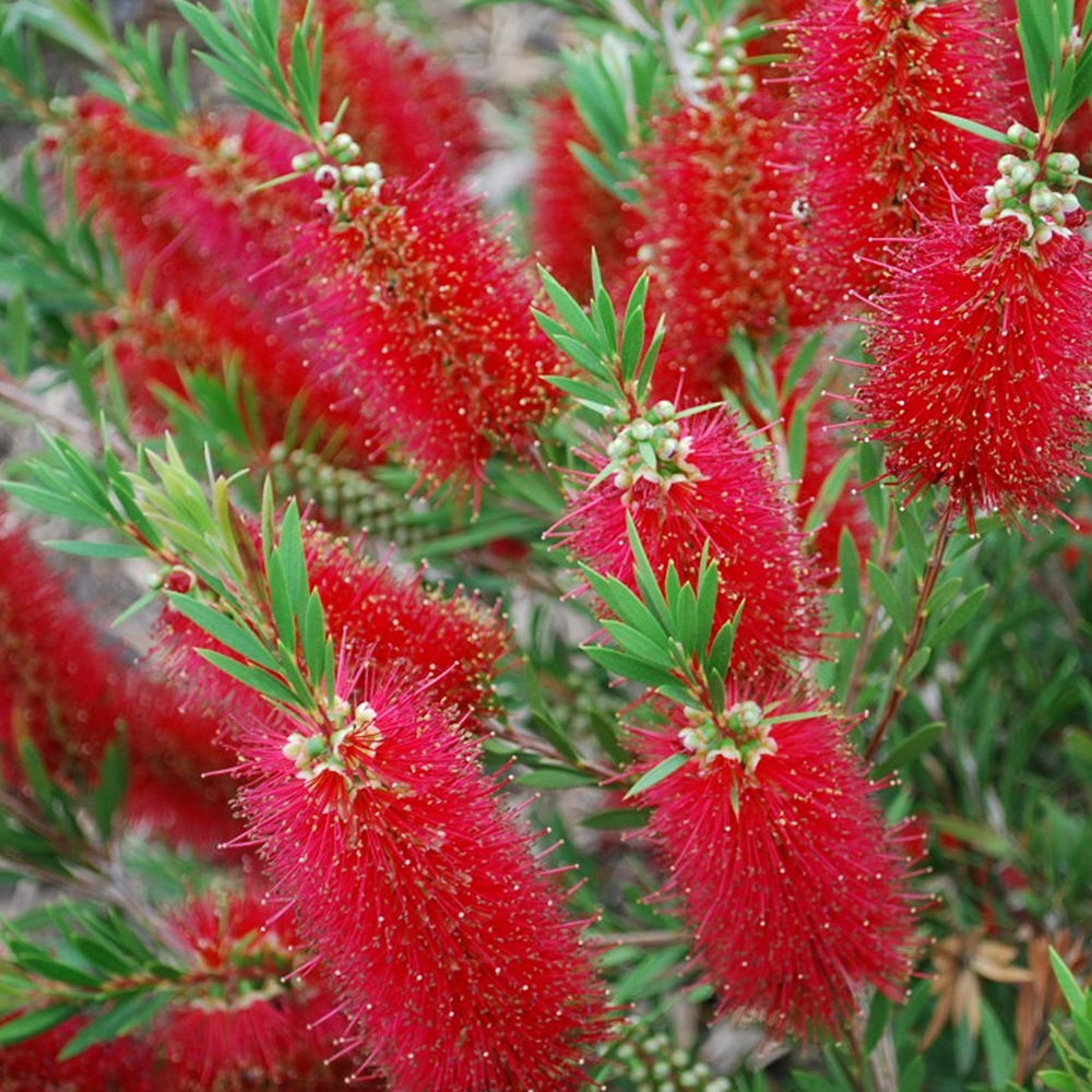 1 CALLISTEMON 'RED CLUSTERS' BOTTLEBRUSH SEMI-EVERGREEN SHRUB HARDY ...
