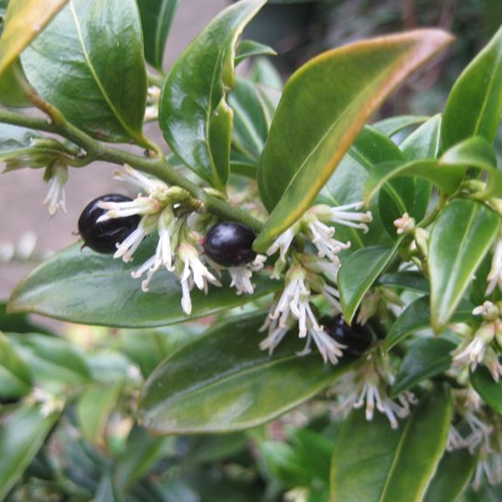 1 X SARCOCOCCA CONFUSA CHRISTMAS BOX EVERGREEN SHRUB HARDY GARDEN PLANT ...