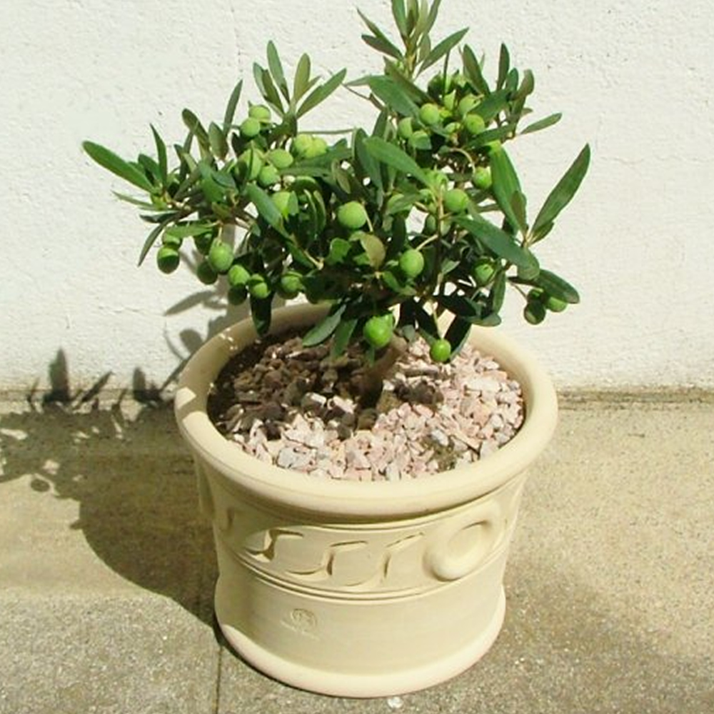 3 X 'OLEA EUROPEA' COMMON OLIVE TREE EVERGREEN GROWING FOOD HARDY PLANT ...