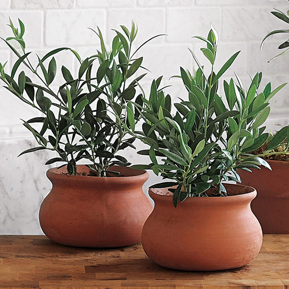 3 X 'OLEA EUROPEA' COMMON OLIVE TREE EVERGREEN GROWING FOOD HARDY PLANT ...