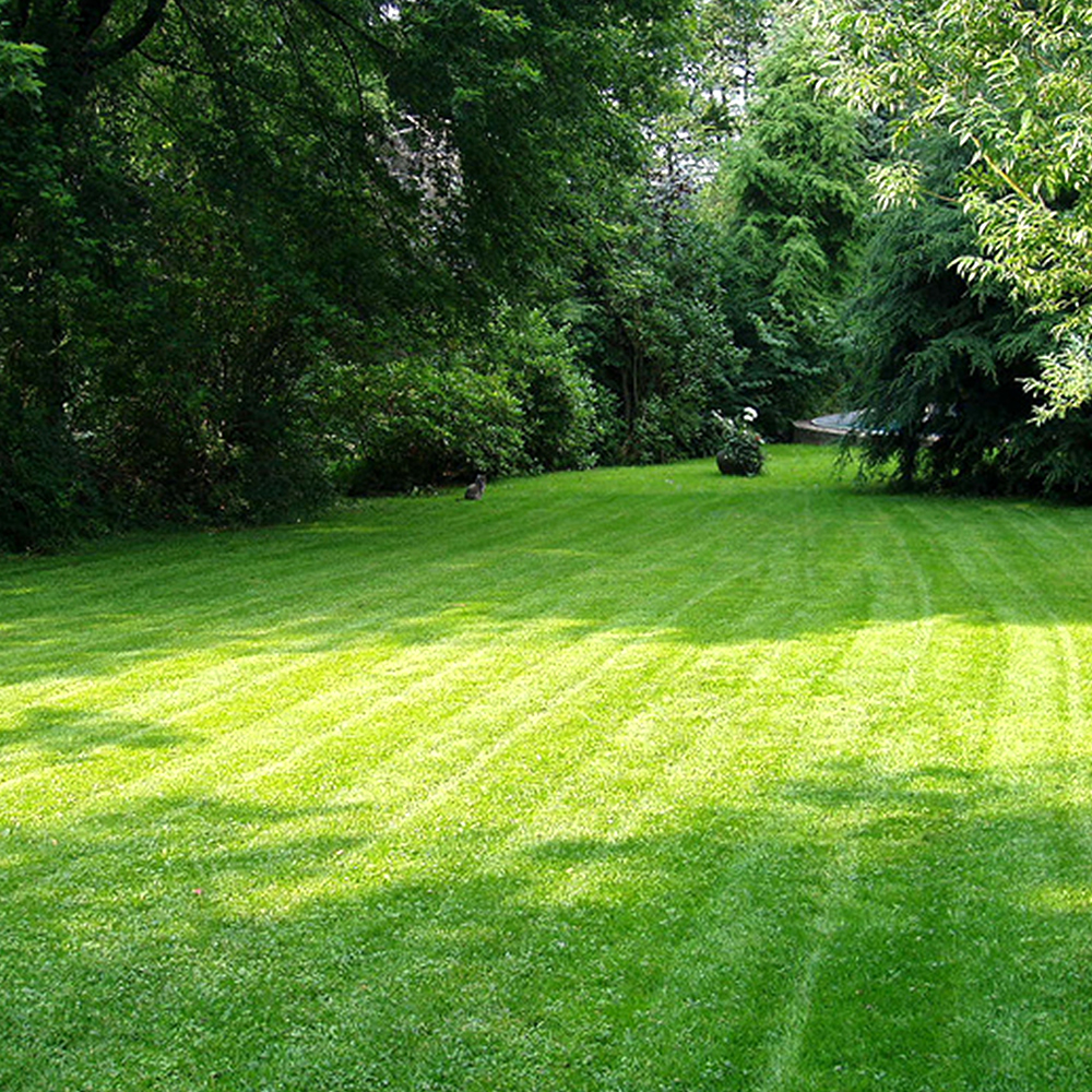 GARDENERS DREAM HARD-WEARING PREMIUM TOUGH BACK GARDEN LAWN GRASS SEED ...