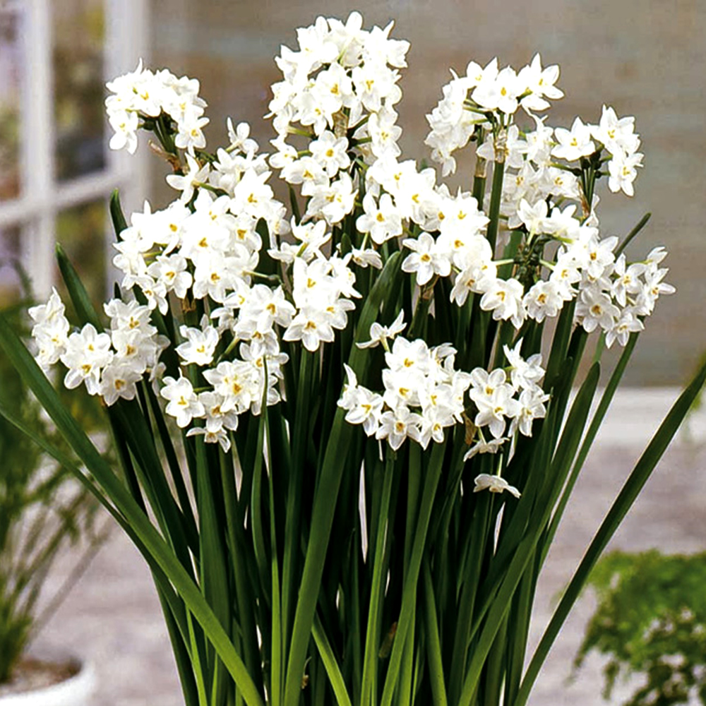 Narcissus Paperwhite Indoor Outdoor Daffodil Spring Flowering Bulbs ...