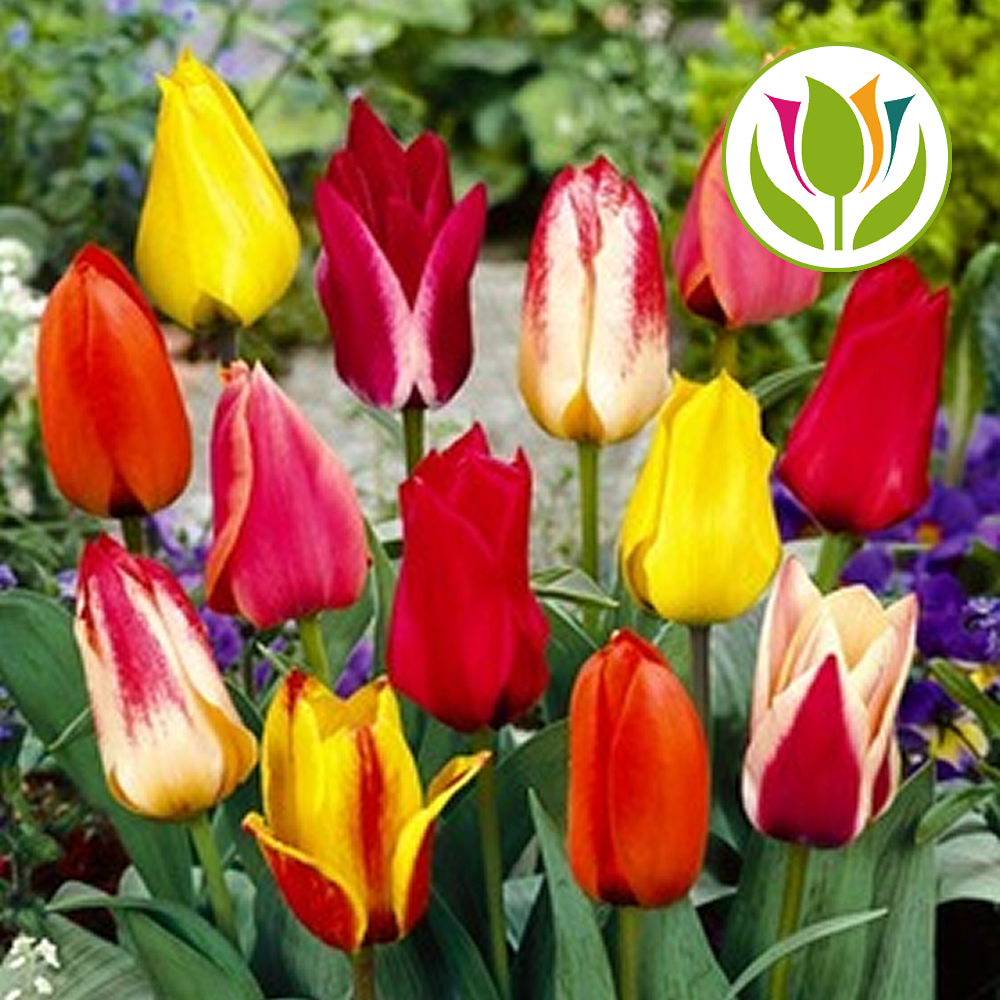 Tulip Dwarf Mixed Rockery Greigii Kaufmanniana Spring Flowers Bulbs ...