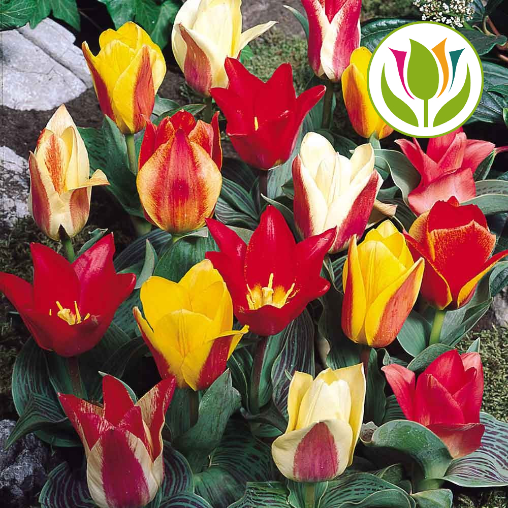 Tulip Dwarf Mixed Rockery Greigii Kaufmanniana Spring Flowers Bulbs ...