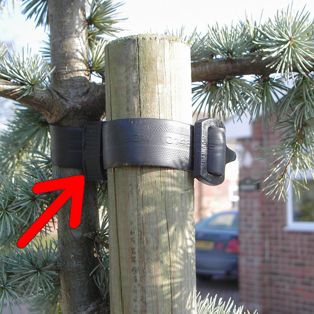 RUBBER TREE STRAPPING SPACERS & CUSHIONS FOR TREE TIES PLANT SUPPORT | eBay