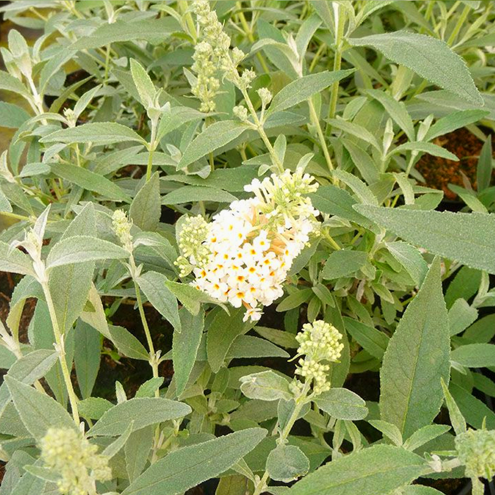 1 X BUDDLEIA DAVIDII 'BUZZ IVORY' BUTTERFLY BUSH DECIDUOUS SHRUB PLANT ...