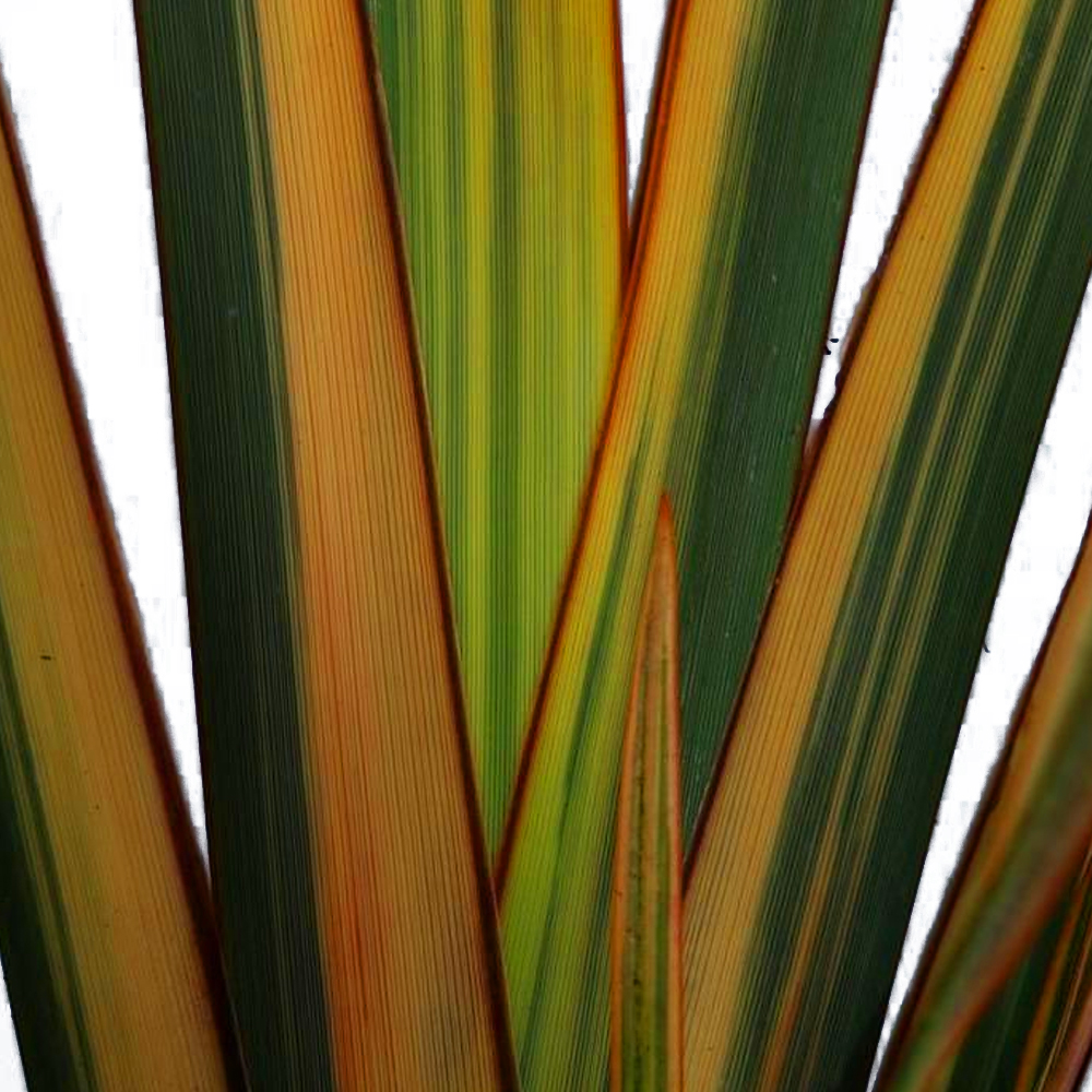 1 X PHORMIUM 'GOLDEN RAY' NEW ZEALAND FLAX EVERGREEN SHRUB HARDY PLANT ...