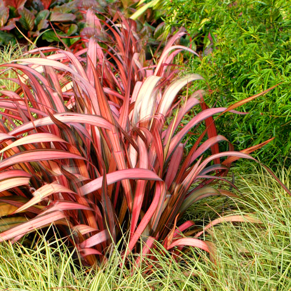 1 X PHORMIUM 'MAORI MAIDEN' NEW ZEALAND FLAX EVERGREEN SHRUB HARDY ...