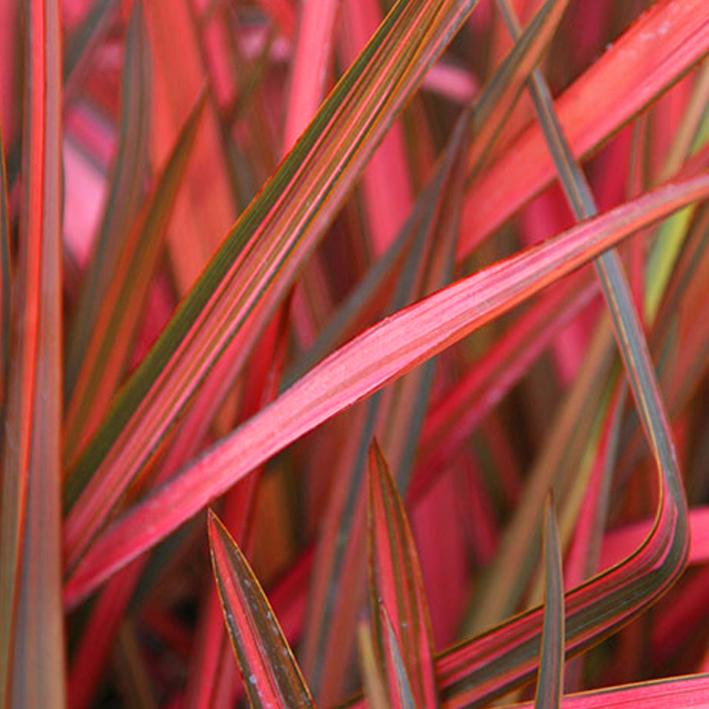 1 X PHORMIUM 'MAORI SUNRISE' NEW ZEALAND FLAX EVERGREEN SHRUB HARDY ...