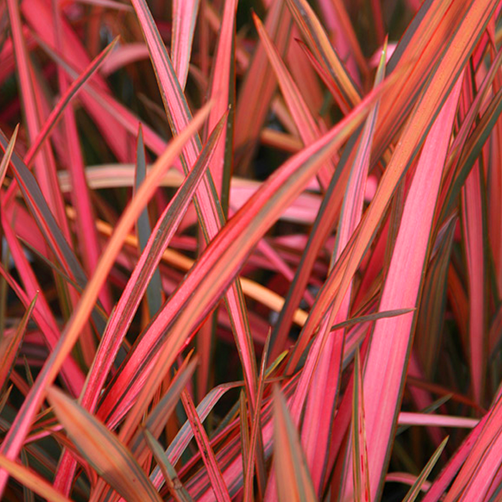 1 X PHORMIUM 'MAORI SUNRISE' NEW ZEALAND FLAX EVERGREEN SHRUB HARDY ...