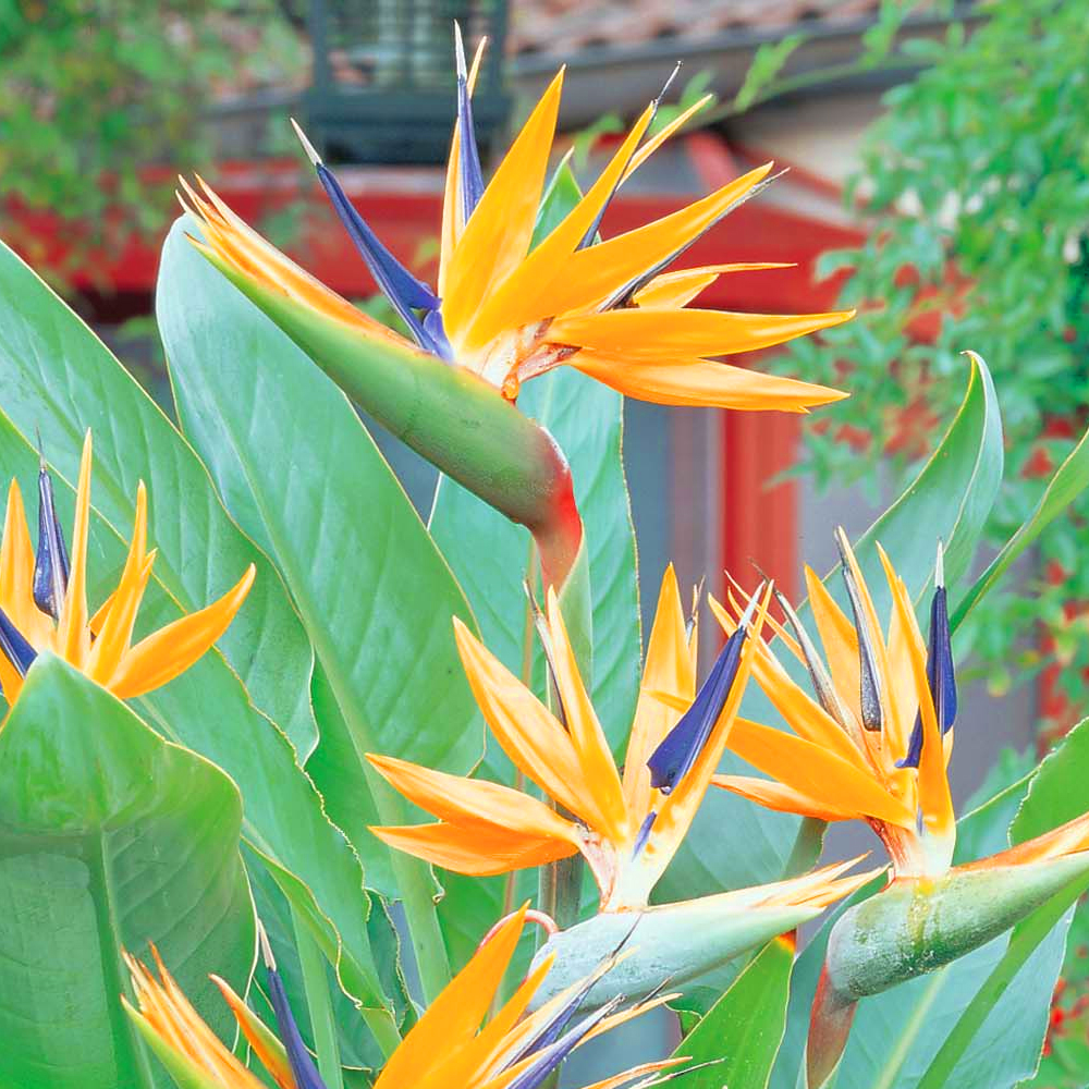 11CM STRELITZIA REGINAE TROPICAL PLANT BIRD OF PARADISE EVERGREEN GROW ...