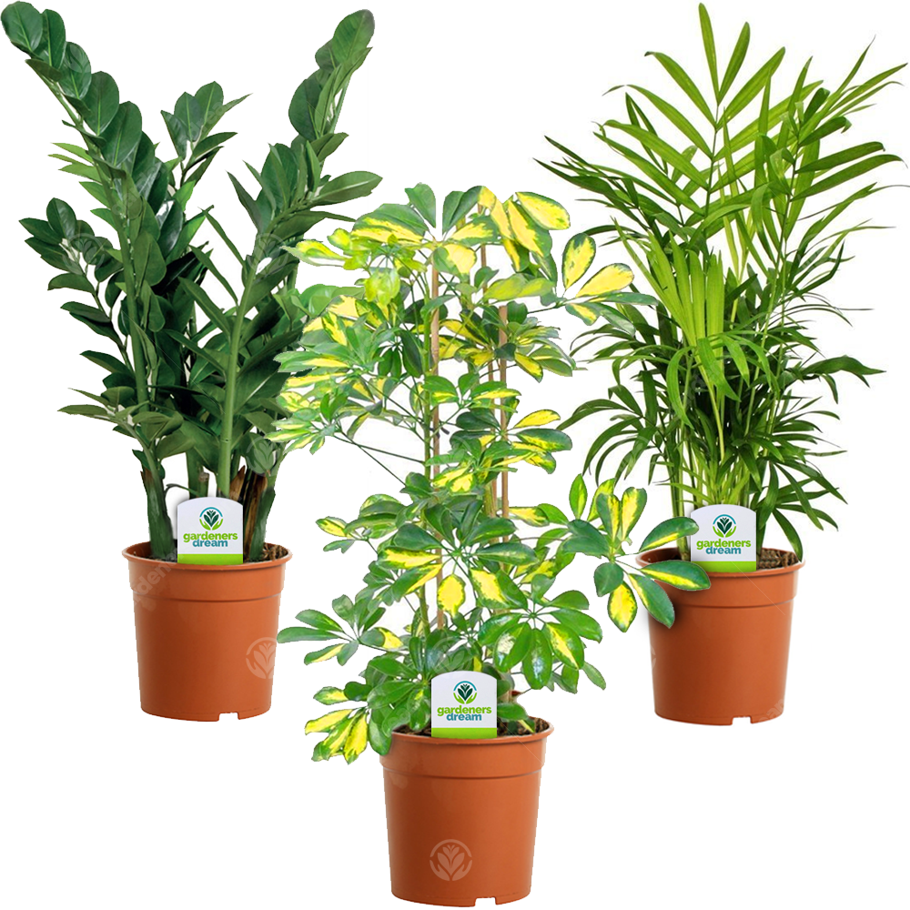 Buy Cheap Indoor Plants at OnBuy Cashback on Every Order