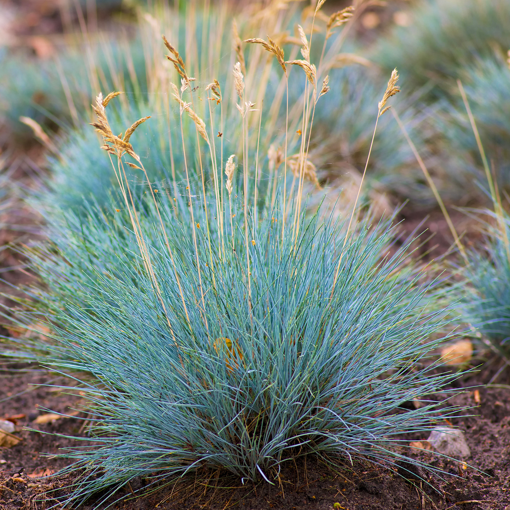Festuca Glauca Elijah Blue - 1 Plant - Evergreen Outdoor Grasses In 9cm ...