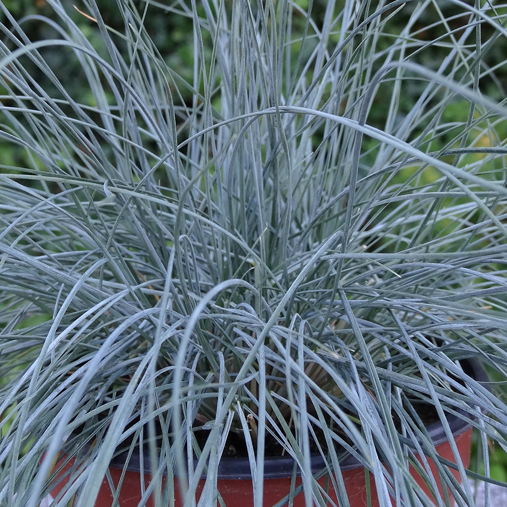 Festuca Glauca Elijah Blue - 3 Plants - Evergreen Outdoor Grasses In ...