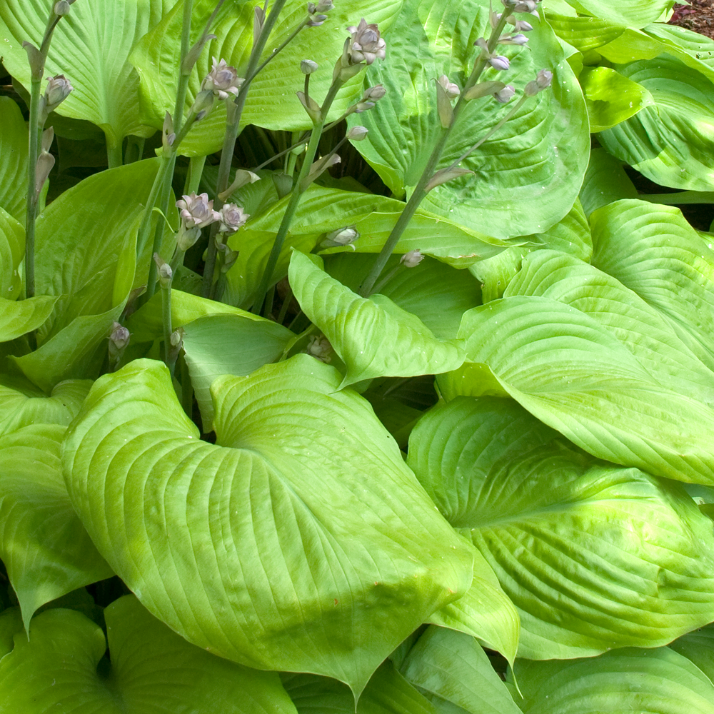 Hosta 'Sum And Substance' Herbaceous Perennial Hardy Plant In 9cm Pot ...