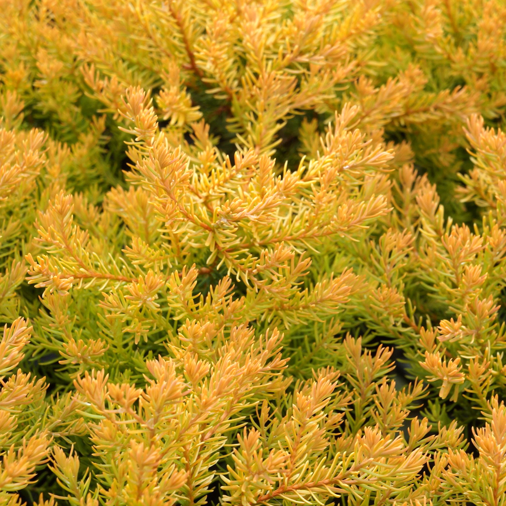 Thuja Occidentalis