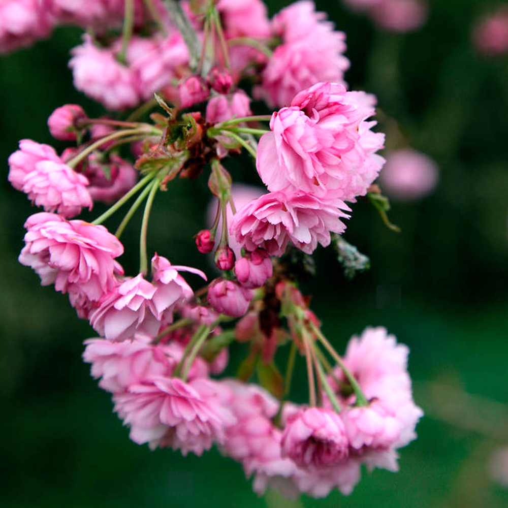 Prunus 'Kiku-Shidare Zakura' | Cheals Weeping Cherry | Garden Tree | 5 ...
