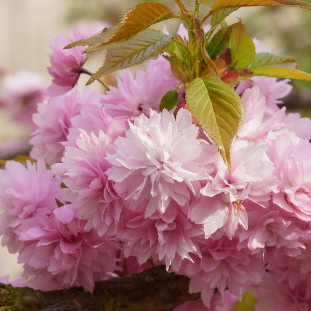 Prunus 'Kiku-Shidare Zakura' | Cheals Weeping Cherry | Garden Tree | 5 ...