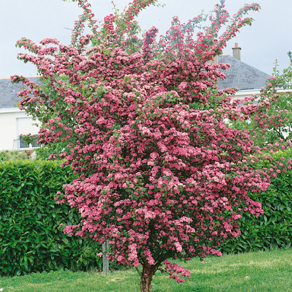 Crataegus laevigata 'Rosea Flore Pleno' | Midland Hawthorn | Garden ...