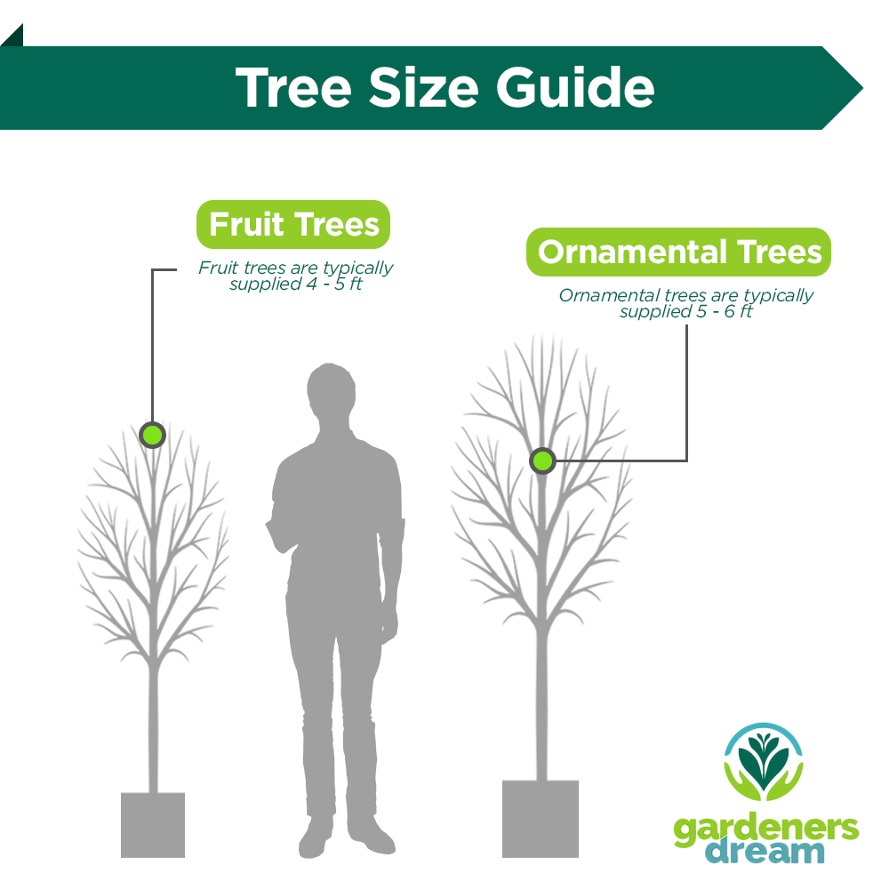 Betula pendula 'Youngii' | Young's Weeping Birch | Garden Tree | 5-6ft ...