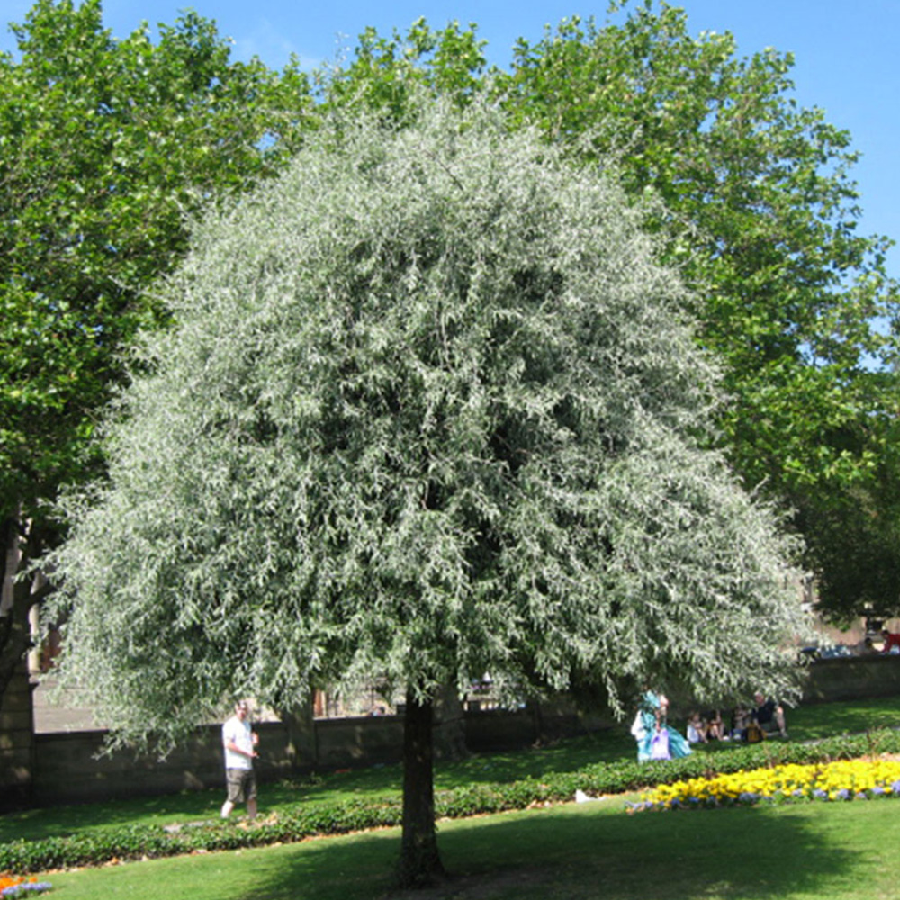 Pyrus salicifolia 'Pendula' | Weeping Silver Pear | Garden Tree | 5-6ft ...