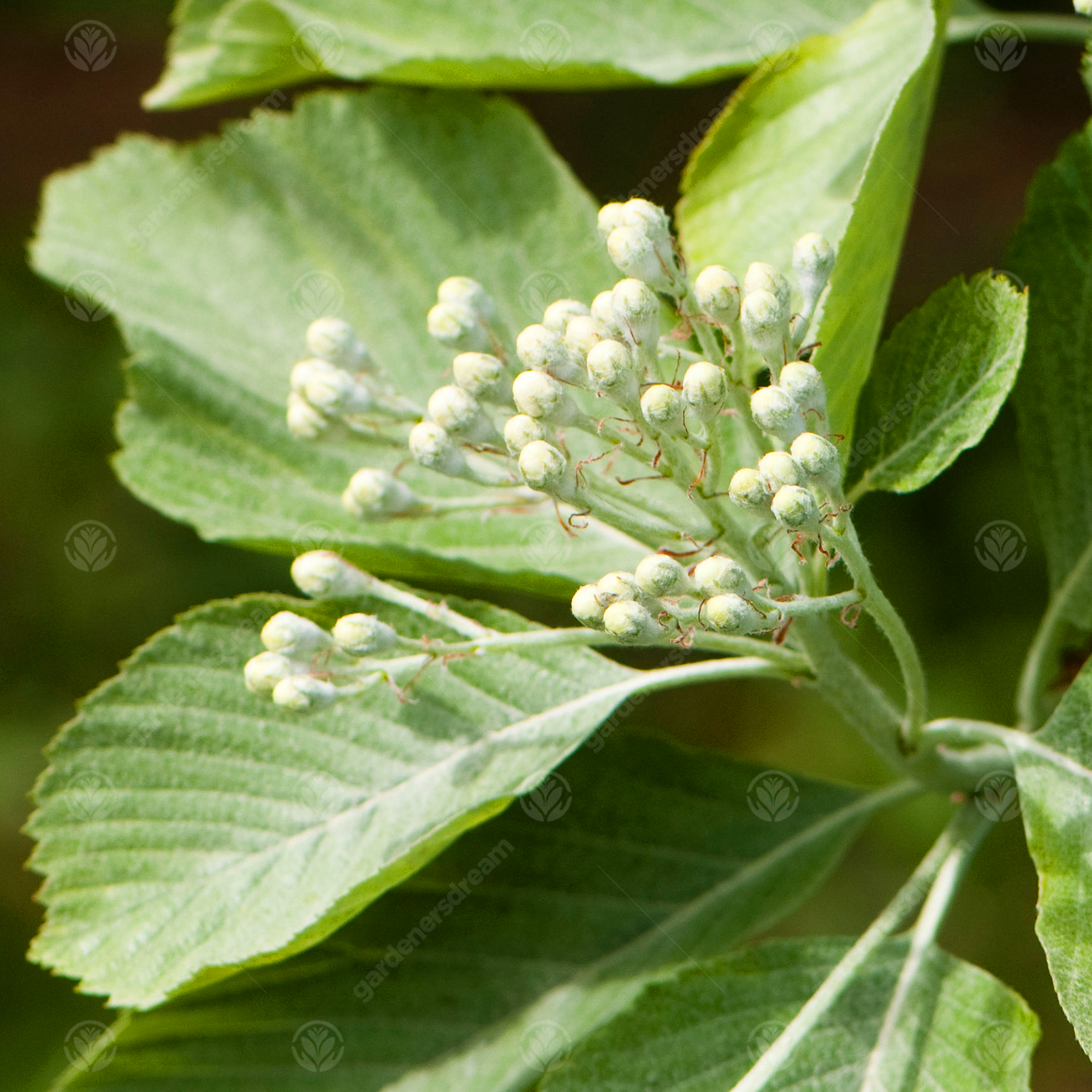 Sorbus aria 'Lutescens' | Whitebeam | Ornamental Garden Tree | 5-6ft ...