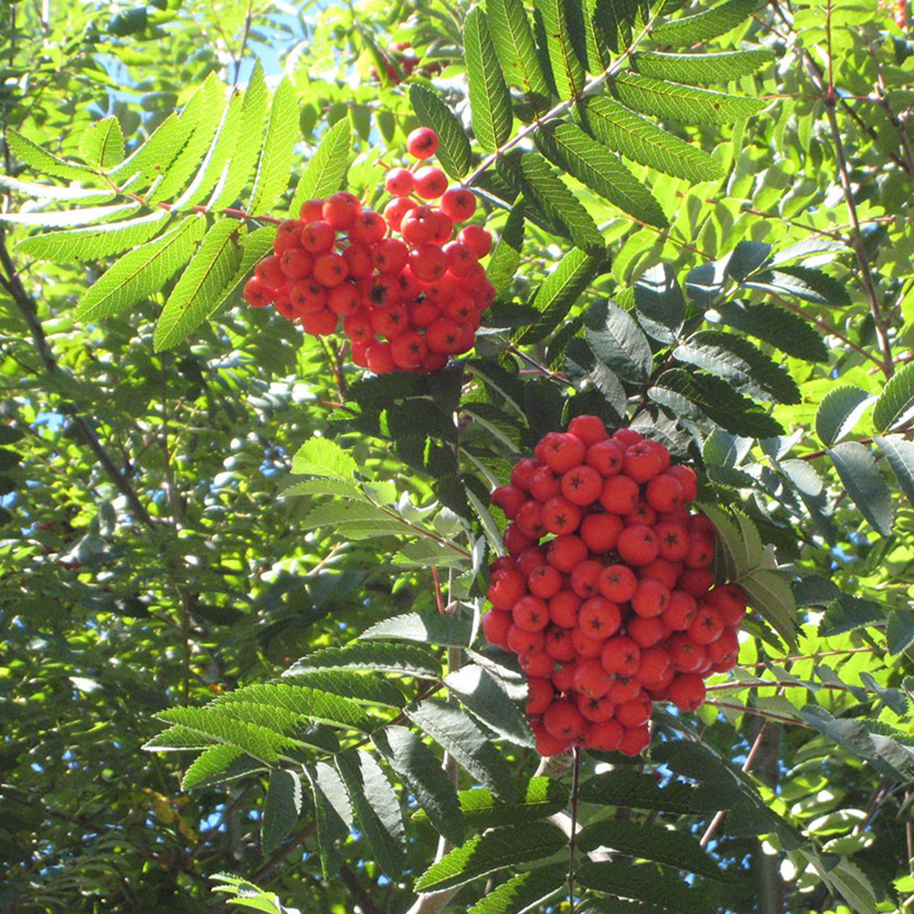 Sorbus aucuparia 'Cardinal Royal' | Mountain Ash | Garden Tree | 5-6ft ...