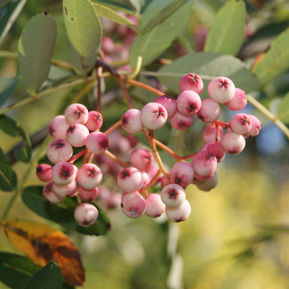 Sorbus hupehensis | Pink Hupeh Mountain | Ornamental Garden Tree | 5 ...