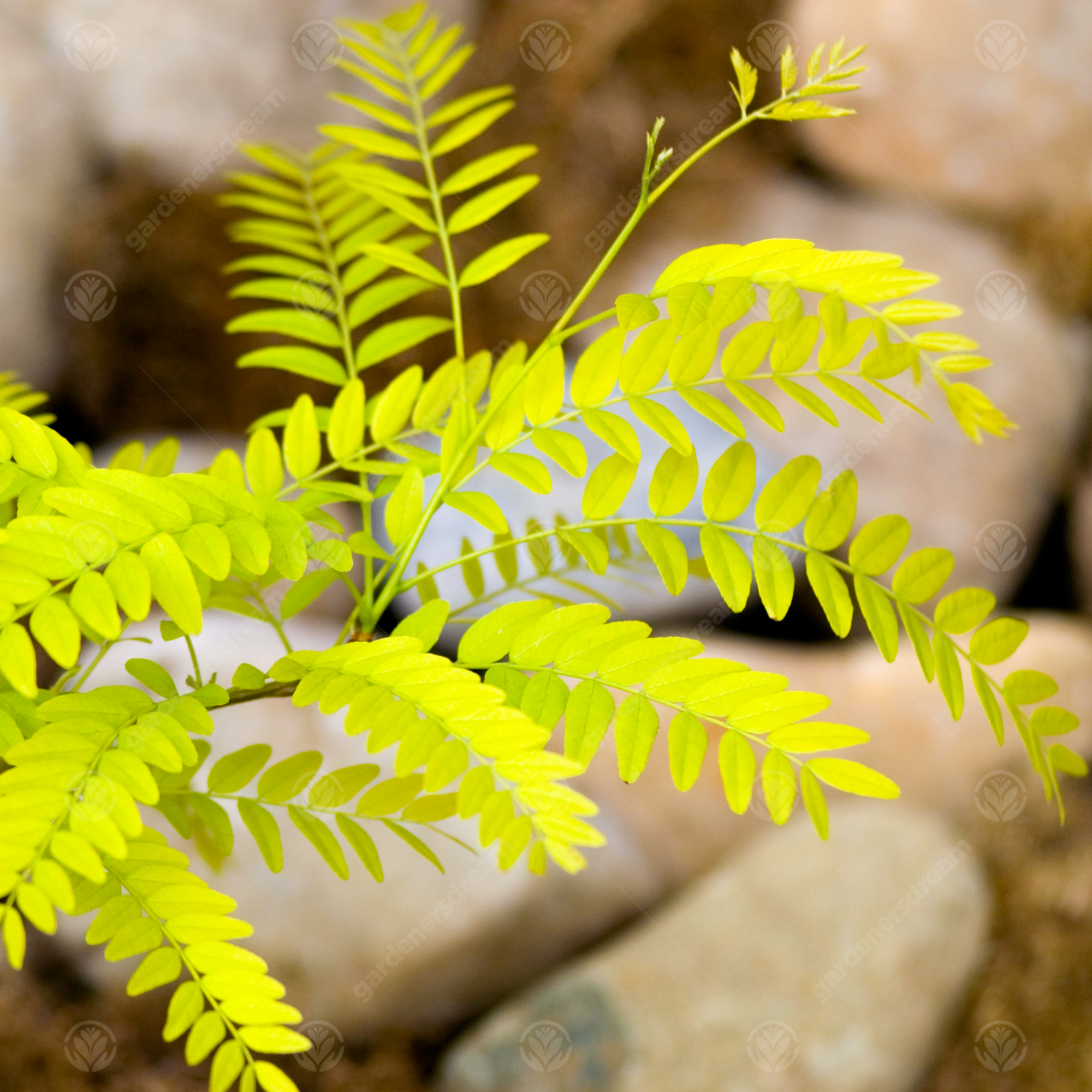 Gleditsia triacanthos Sunburst | Golden Honey Locust | Garden Tree | 5 ...