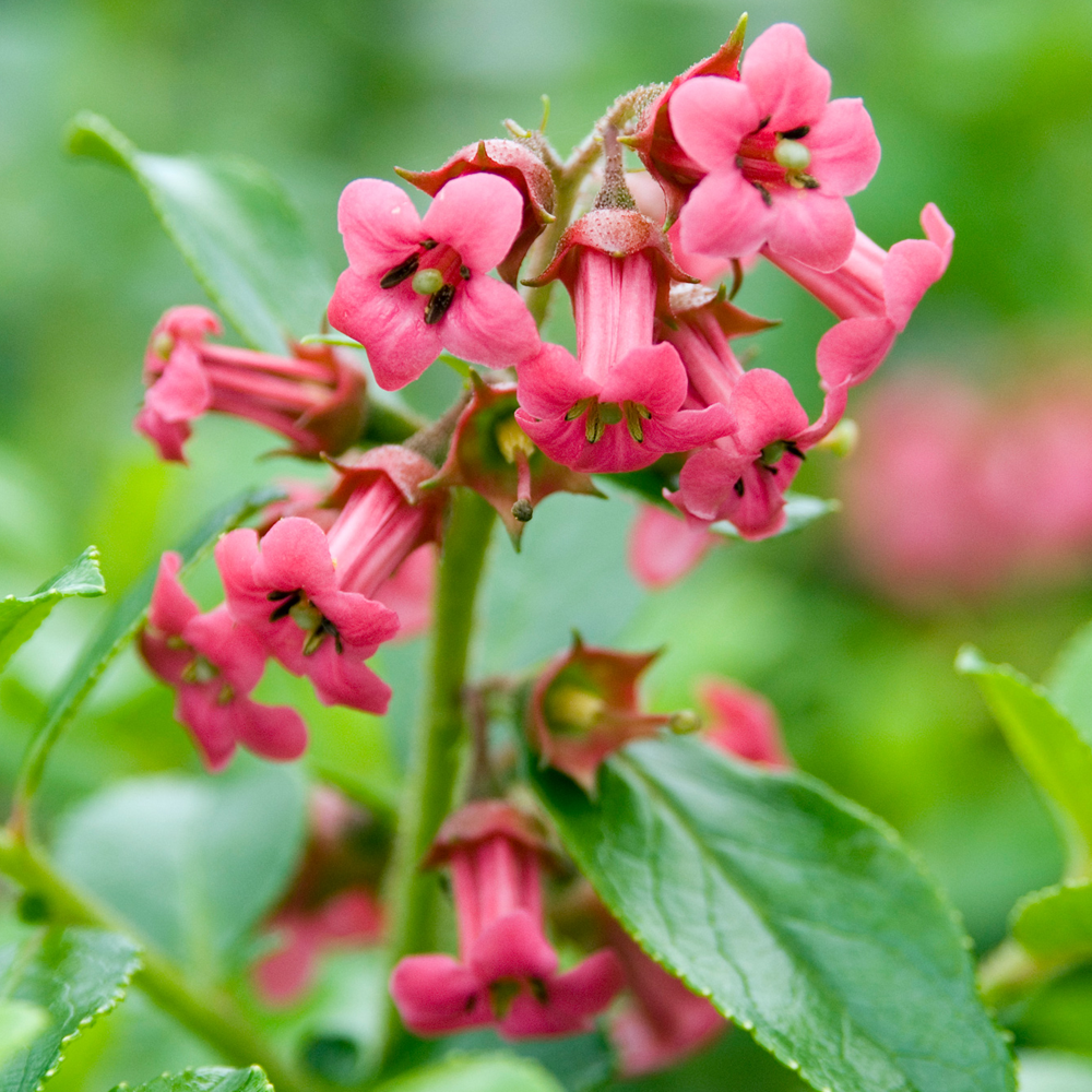Escallonia rubra macrantha Red Evergreen Hardy Hedge Garden Shrub | 9cm ...
