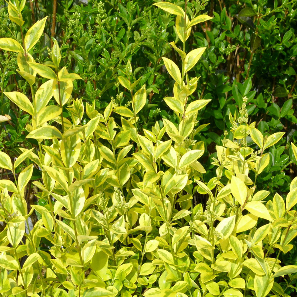 Gold Privet Hedging Plants 20-40cm Ligustrum Aureum Evergreen Hedge ...