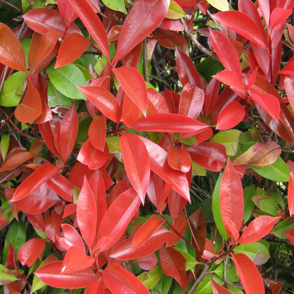 Red Robin Hedging Plants 20-40cm Photinia Christmas Berry Evergreen ...
