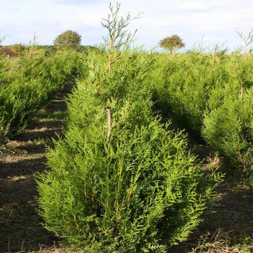 Western Red Cedar Hedging Plants 20-40cm Thuja Atrovirens Evergreen ...