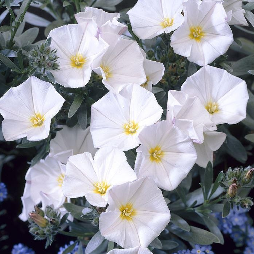 Convolvulus Cneorum White Evergreen Spreading Silverbush Shrub | 9cm ...